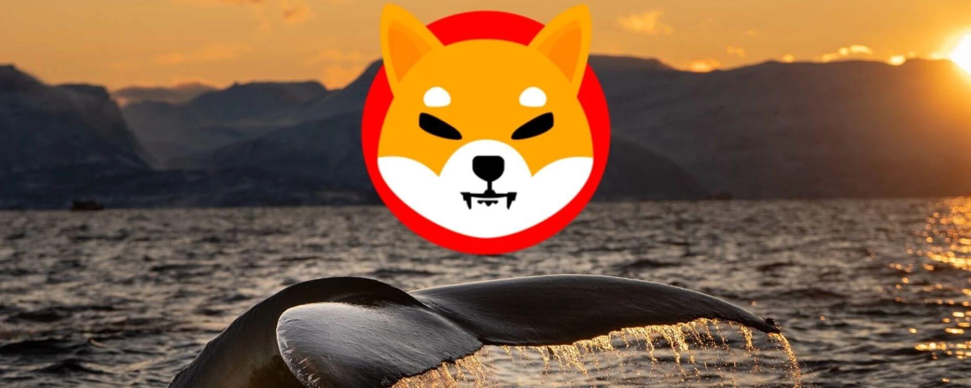 Shiba Inu vê grande movimento de tokens quando as baleias entram no ... Shiba Inu vê grande movimento de tokens quando as baleias entram no ...