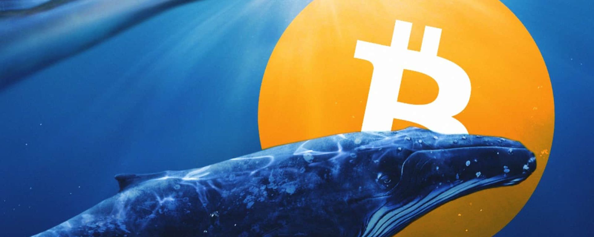Uma baleia do Bitcoin emerge após uma década e realiza uma transferência de US$ 8 milhões em BTC ...